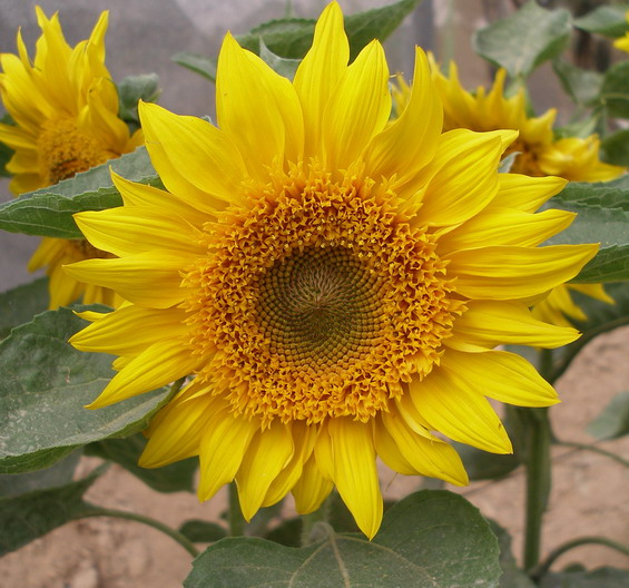 Ayogene seedS provides superior hybrid Helianthus varieties worldwide